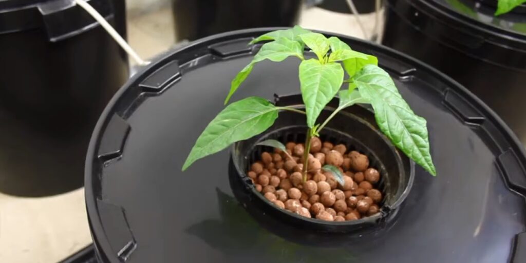 How to Use Clay Pebbles in Hydroponics - Tutorial ★ January 2021🔥