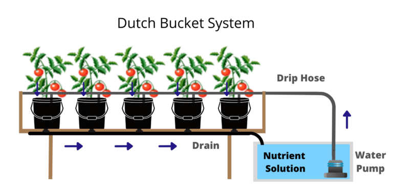 Dutch Bucket Hydroponic System: Everything You Need to Know