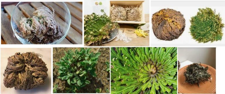 Rose of Jericho Care: How to grow a Resurrection Plant