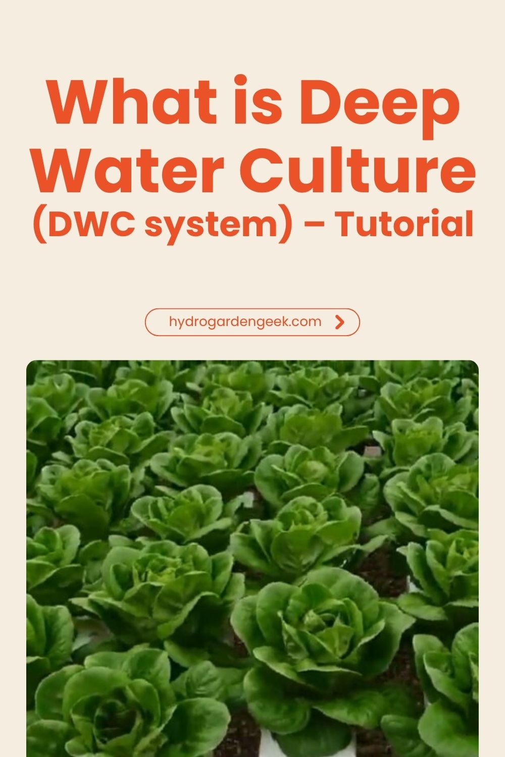 What is Deep Water Culture (DWC system) - Tutorial ★ January [date ...