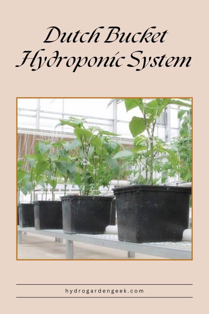 Dutch Bucket Hydroponic System: Everything You Need to Know