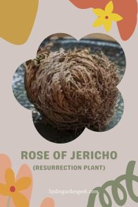Rose of Jericho Care: How to grow a Resurrection Plant