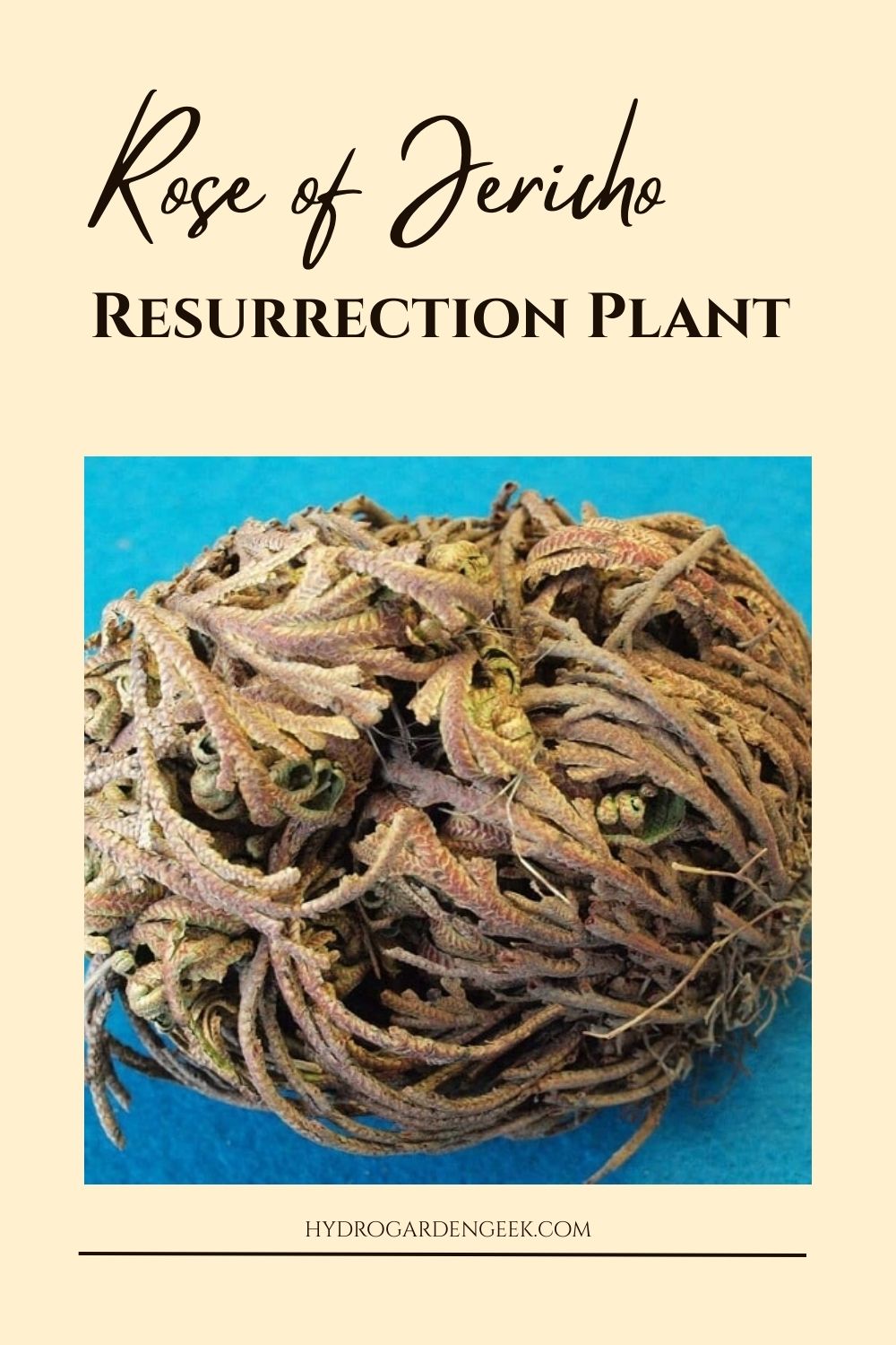 Rose of Jericho Care: How to grow a Resurrection Plant