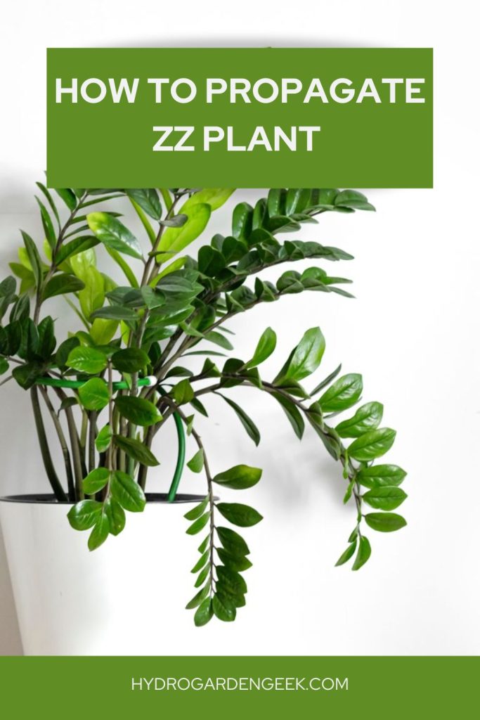 How to Propagate ZZ Plant - Hydro Garden Geek