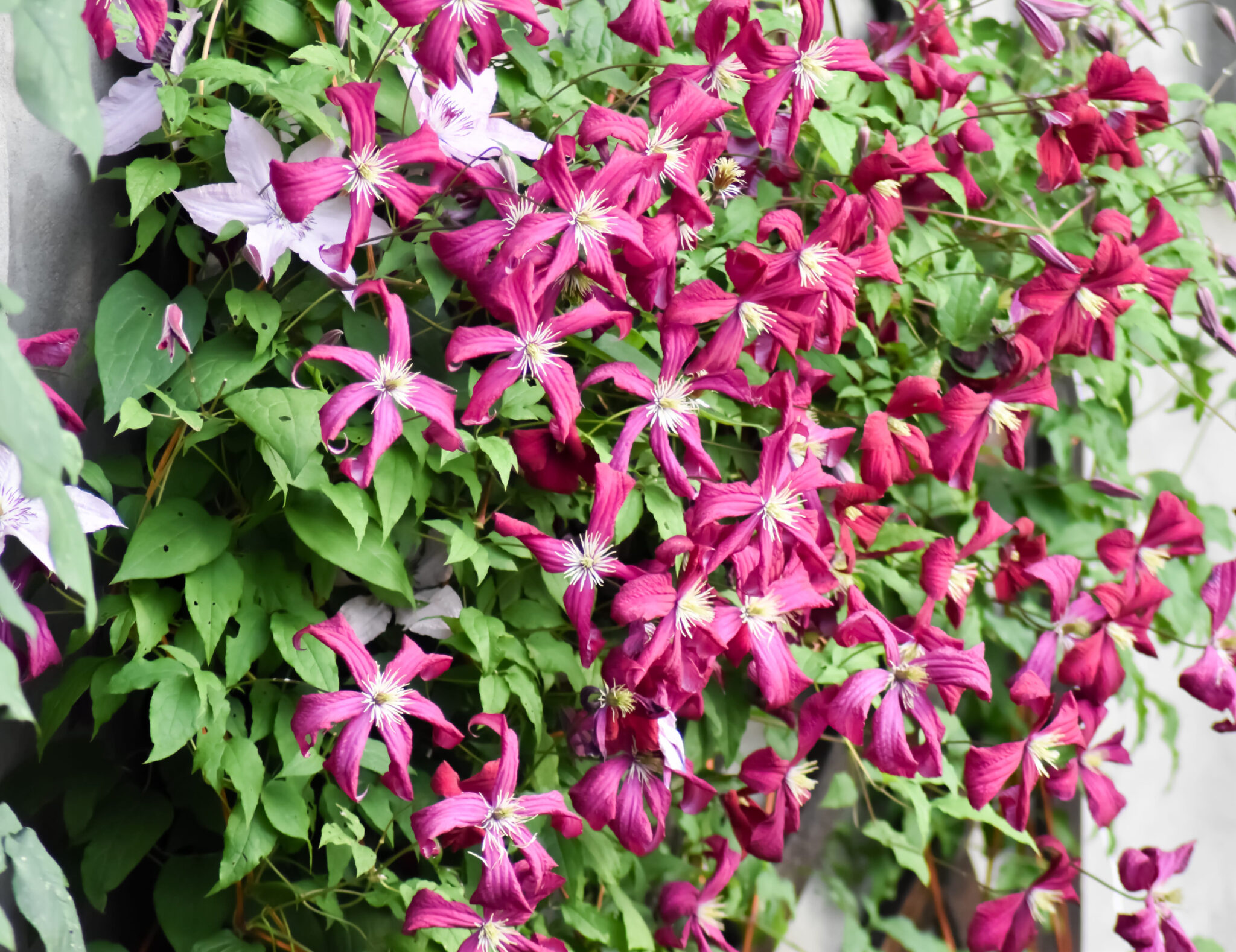 6 Fast‑Growing, Beginner‑Friendly Climbing Plants - Hydro Garden Geek