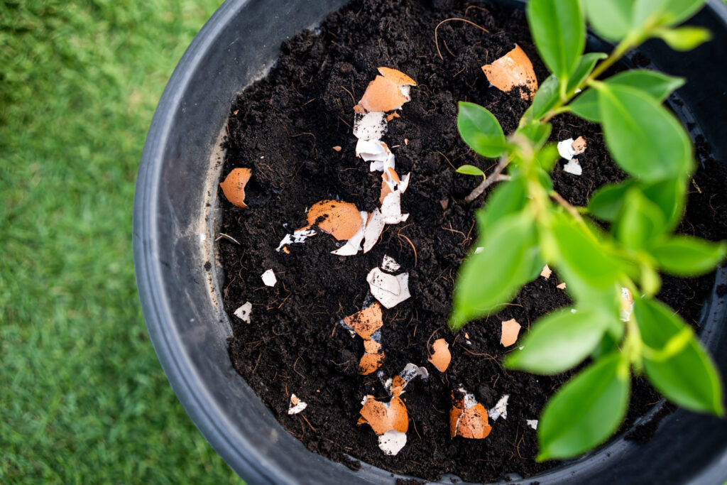 10 Gardening Mistakes That Harm the Environment and How to Avoid Them ...