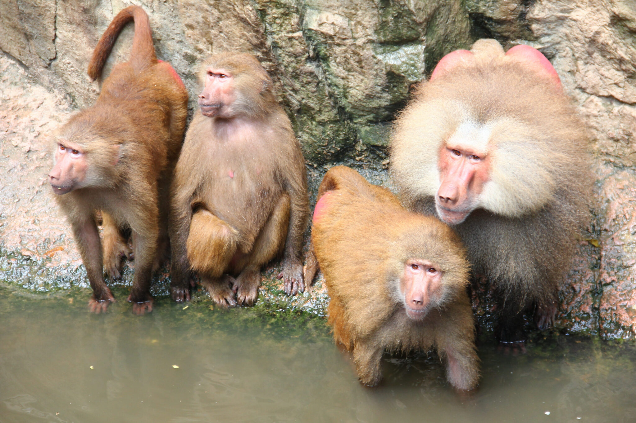 9 Bizarre and Disturbing Animal Behaviors That Challenge Our ...