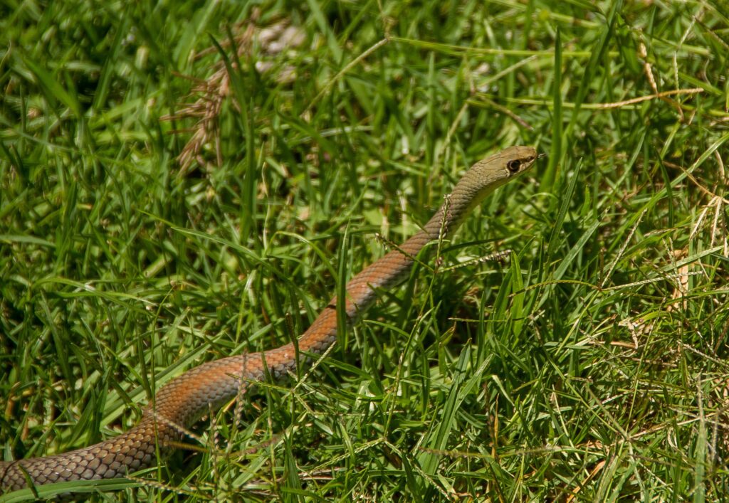 10 Mistakes That Invite Snakes Into Your Yard - Hydro Garden Geek